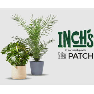 Free Patch Plant | Only Free Stuff